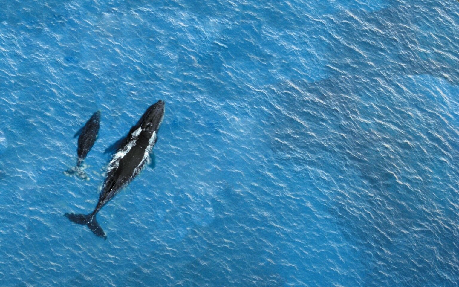5 Curiosidades sobre las Ballenas - CORI